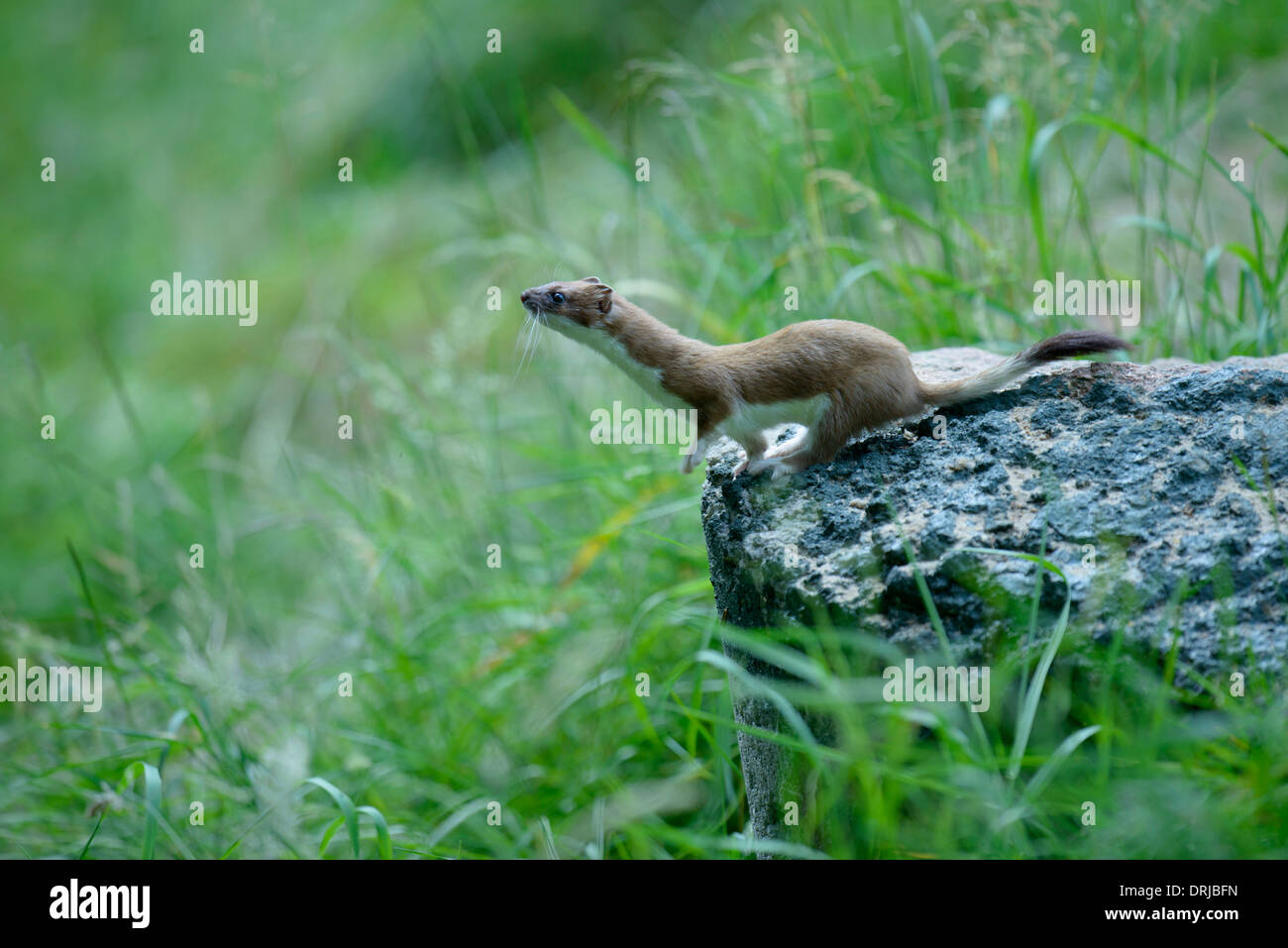 Weasel and stoat hi-res stock photography and images - Alamy