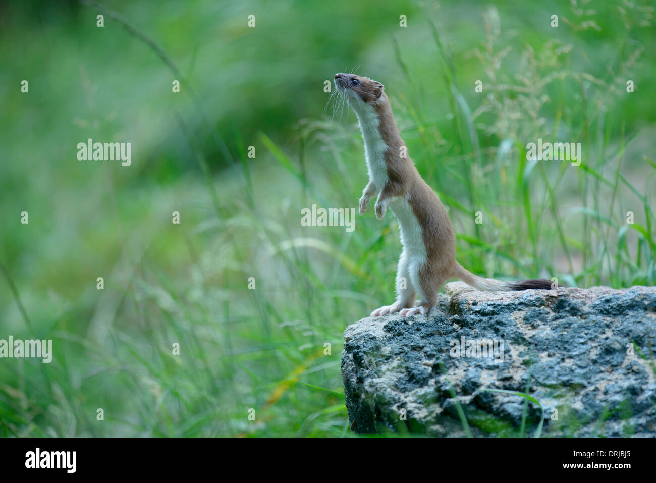 Weasel and stoat hi-res stock photography and images - Alamy