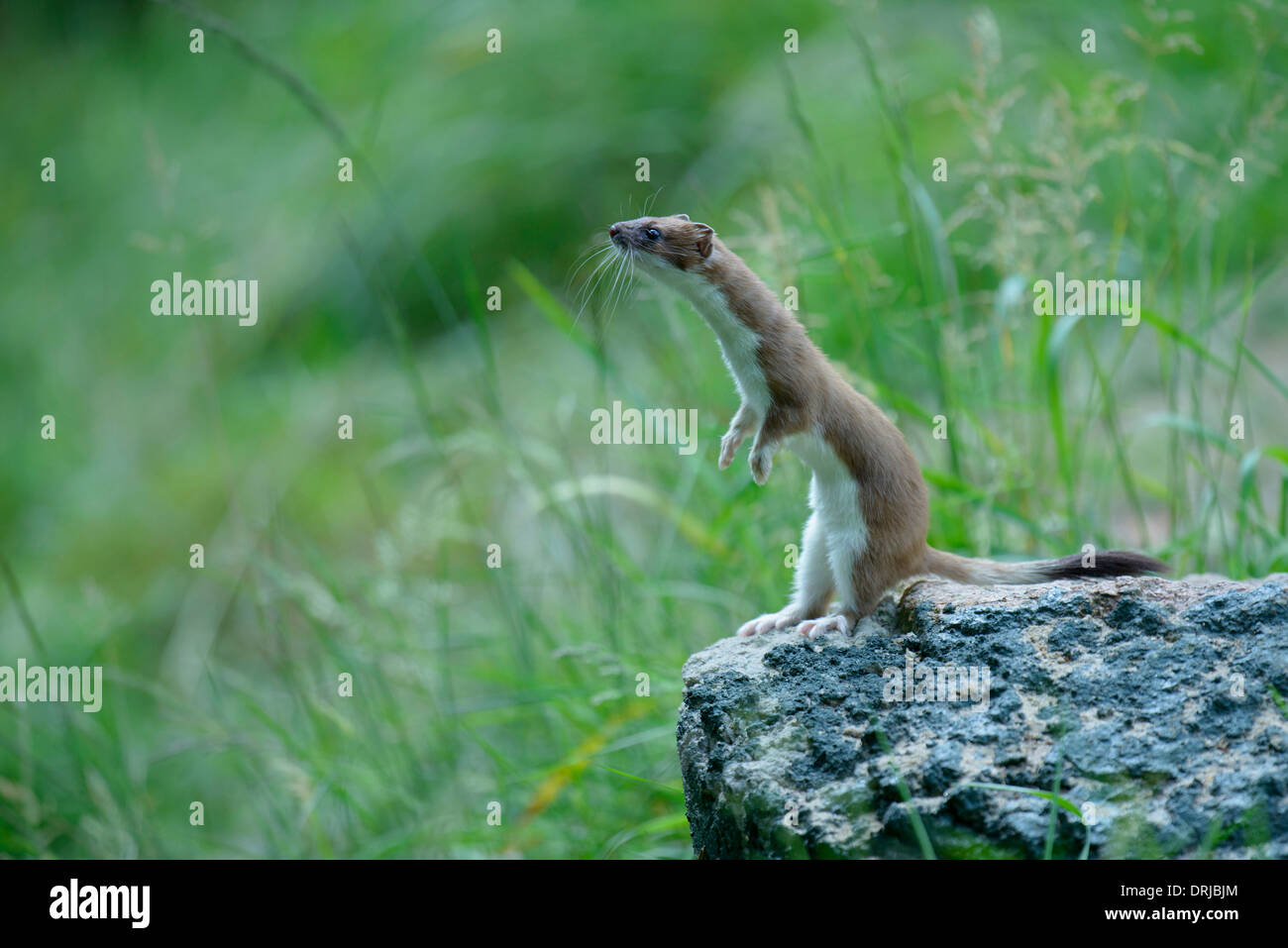 Stoat, Mustela erminea, also known as the short-tailed weasel Stock ...