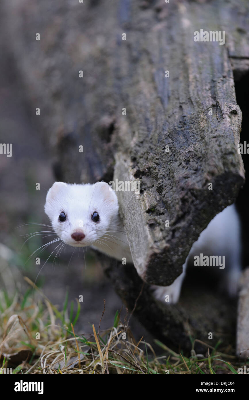 Fell, Großes Wiesel, Hermelin, Kurzschwanzwiesel, Marder, Mustela ...