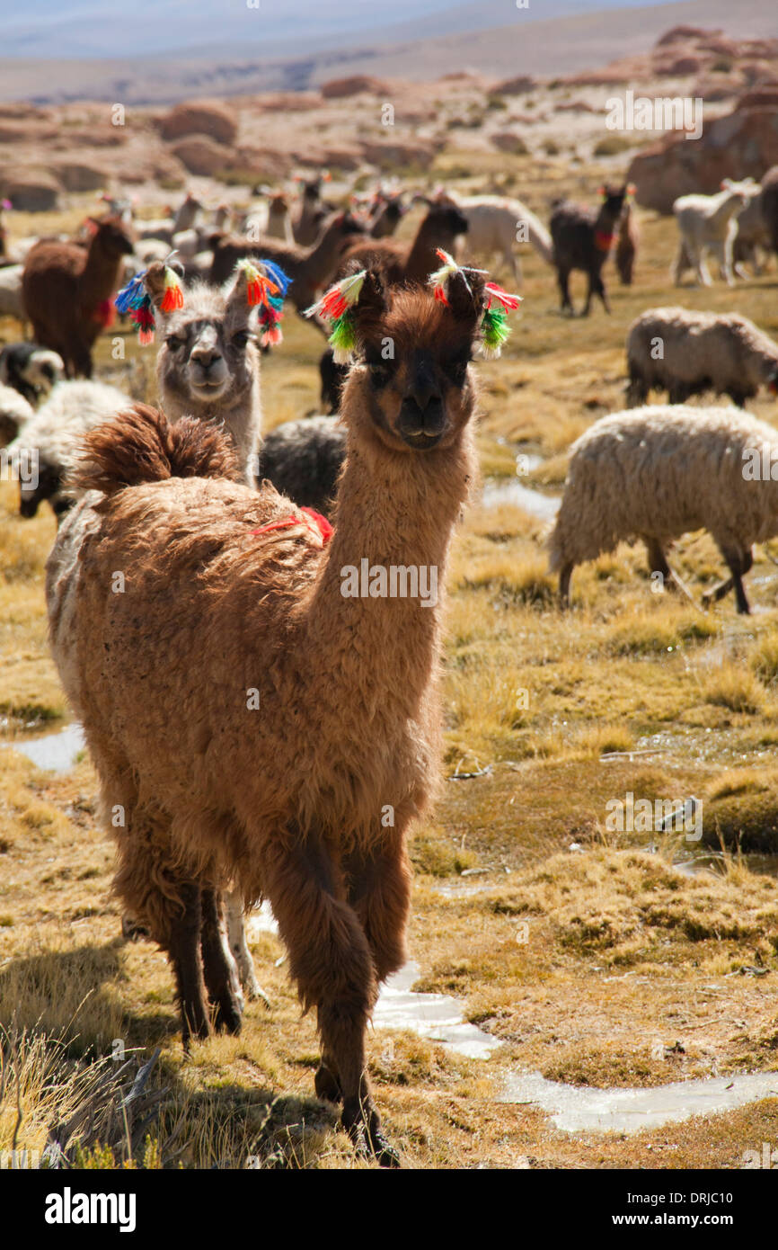 Lamas in the Andean highlands in Bolivia Stock Photo - Alamy