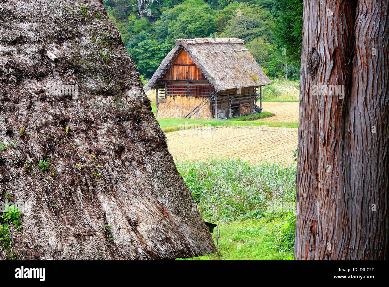 Rustic cottage & tree Stock Photo - Alamy
