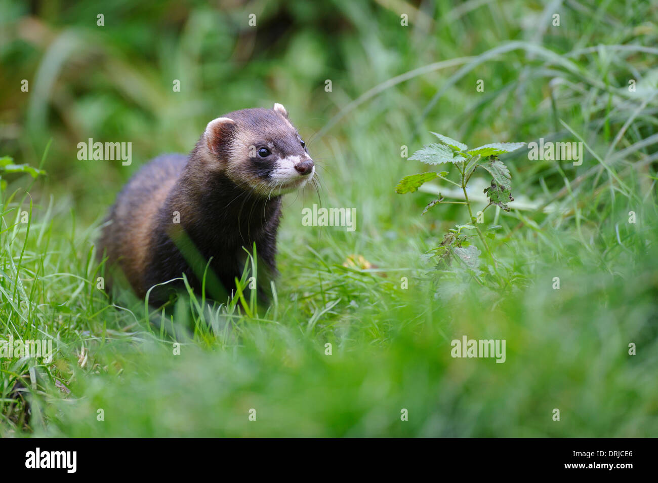 Europäische Iltis oder Waldiltis (Mustela putorius Stock Photo - Alamy
