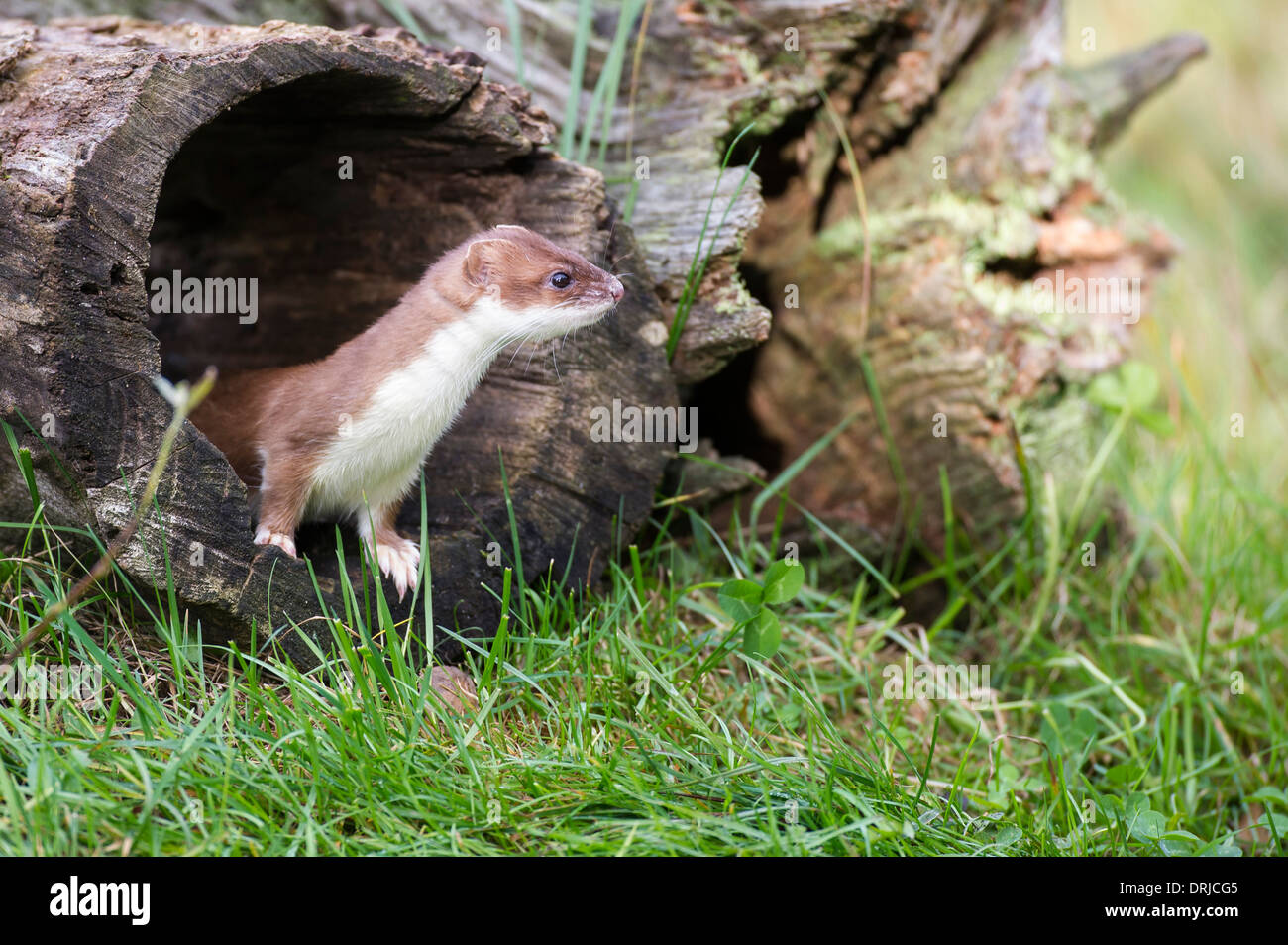 Fell, Großes Wiesel, Hermelin, Kurzschwanzwiesel, Marder, Mustela ...