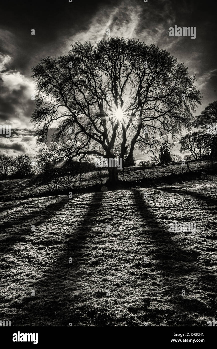 Dramatic tree in the sunlight, Yorkshire, UK Stock Photo - Alamy