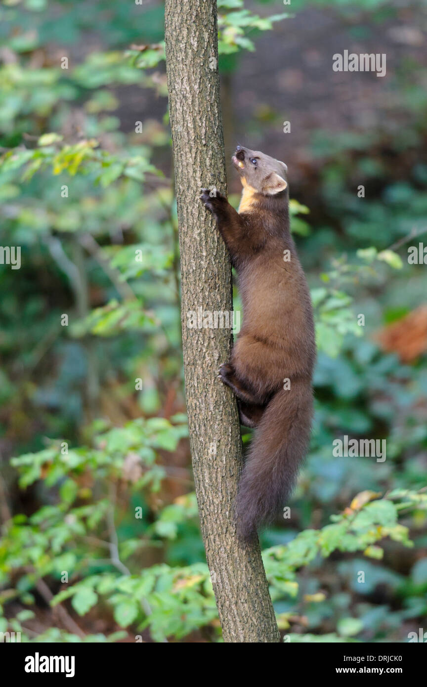 Tier, Tiere, Saeugetier, Saeugetiere, Iltis, Marder, Raubtier, Iltis ...