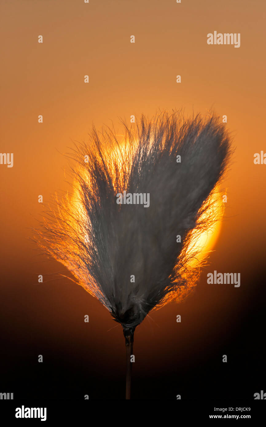 Hairy tuft hi-res stock photography and images - Alamy