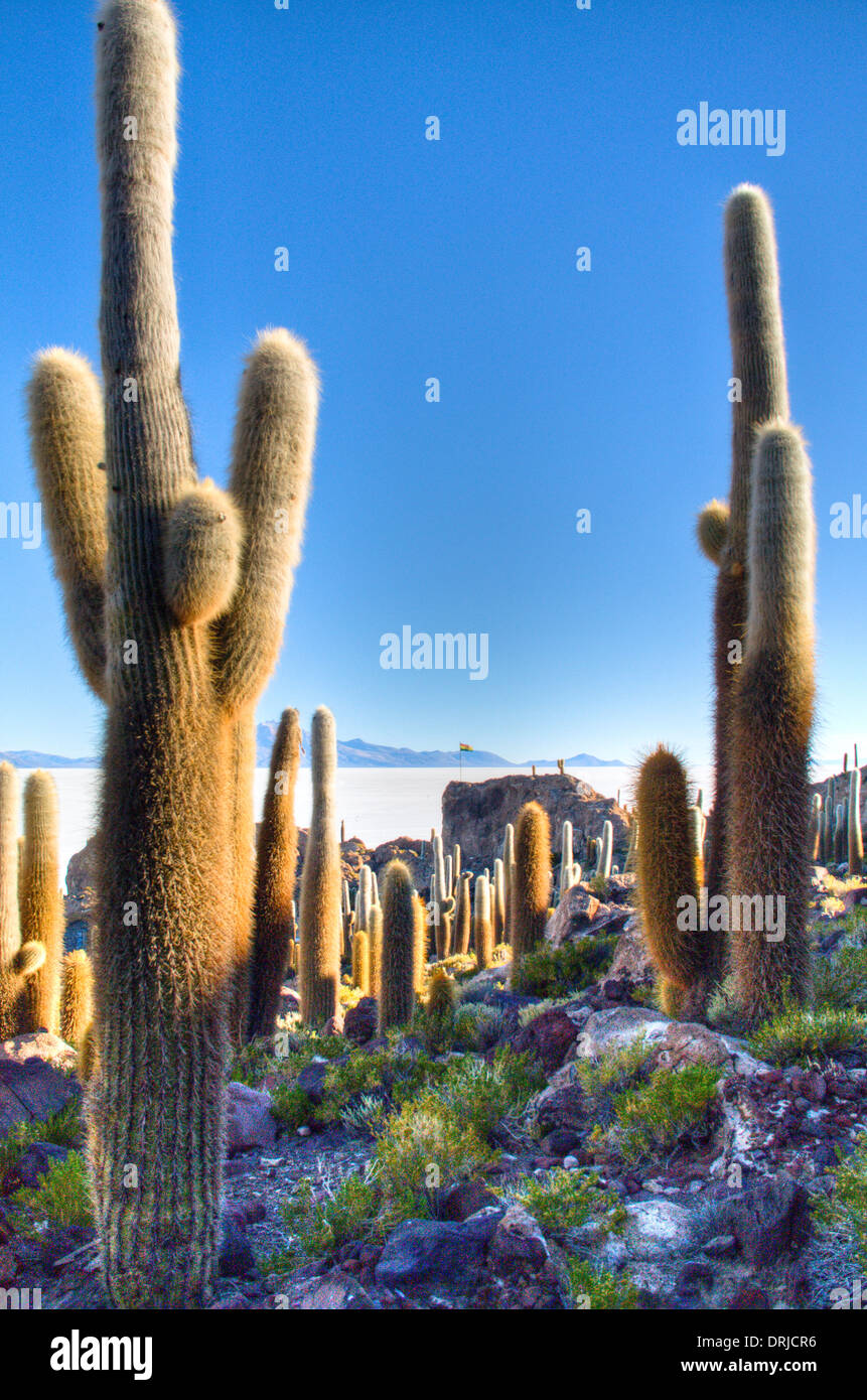 Bolivian flag at cactus island at the Uyuni salt flates, Bolivia Stock ...