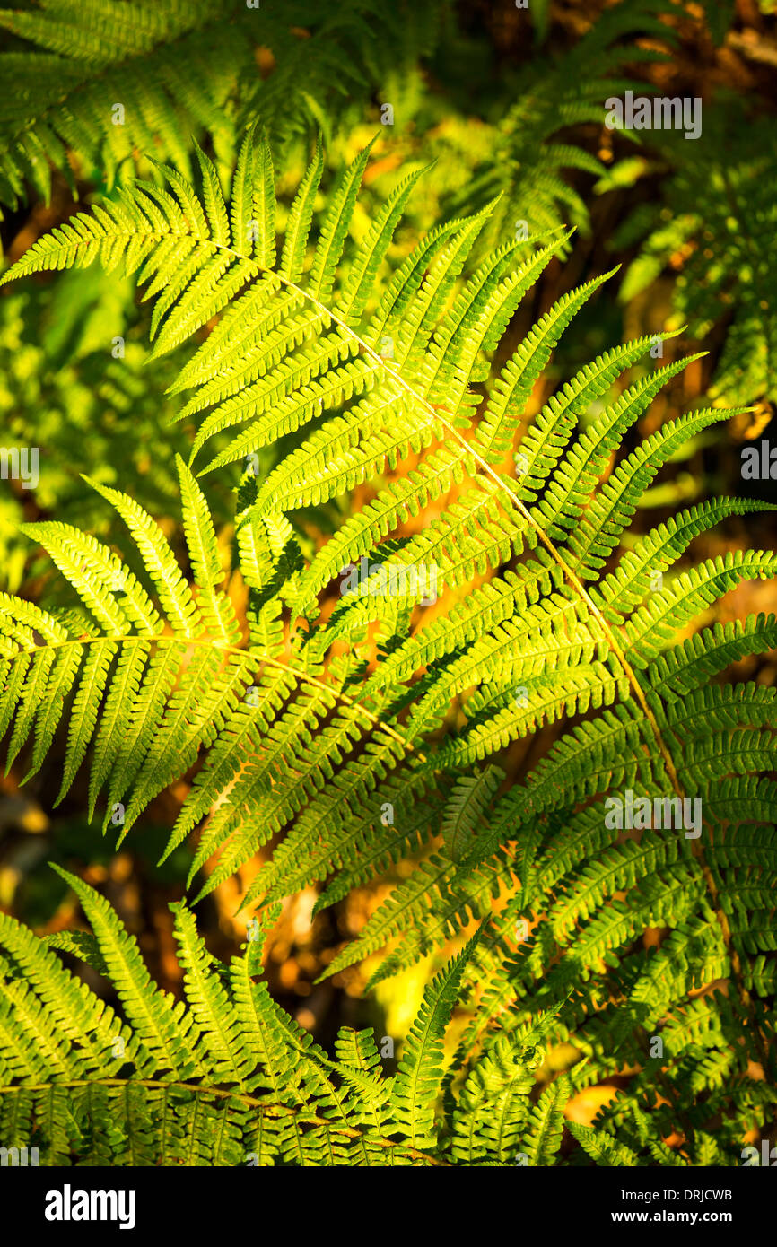 Ferns in warm evening light, Ambleside, Lake District, UK Stock Photo ...