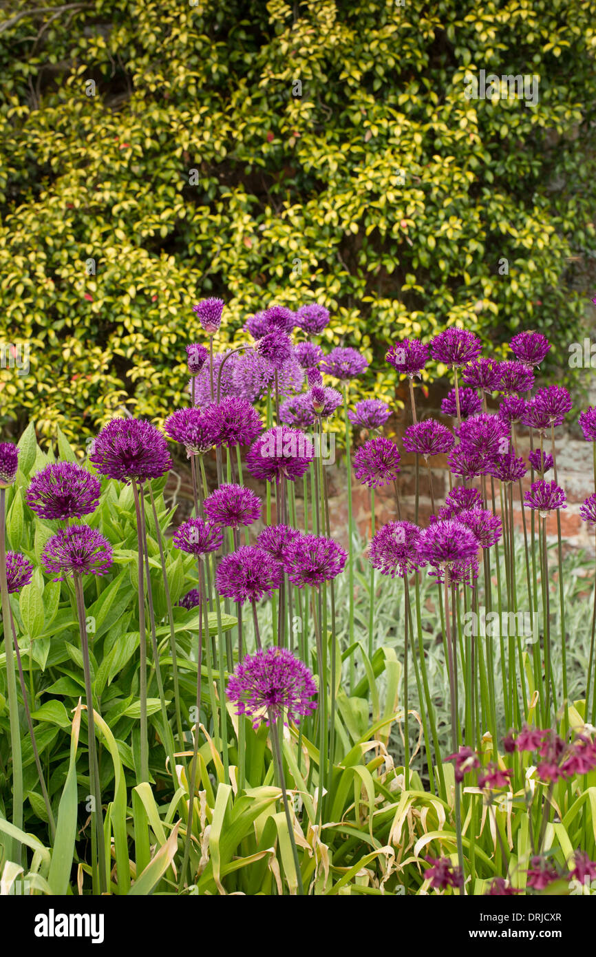 Allium aflatunense 'purple sensation' flowers Stock Photo - Alamy