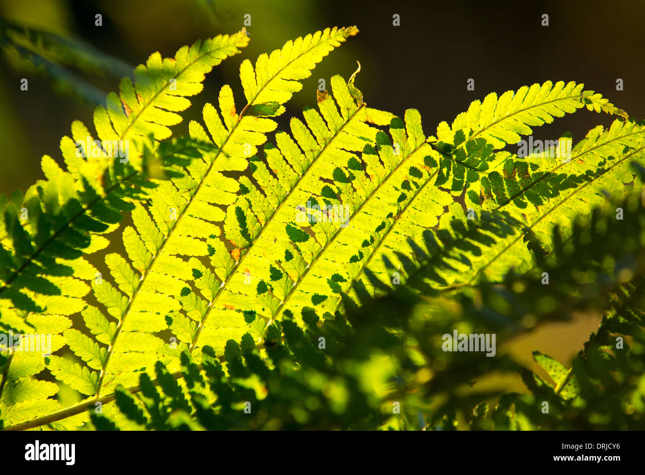 Ferns in warm evening light, Ambleside, Lake District, UK Stock Photo ...
