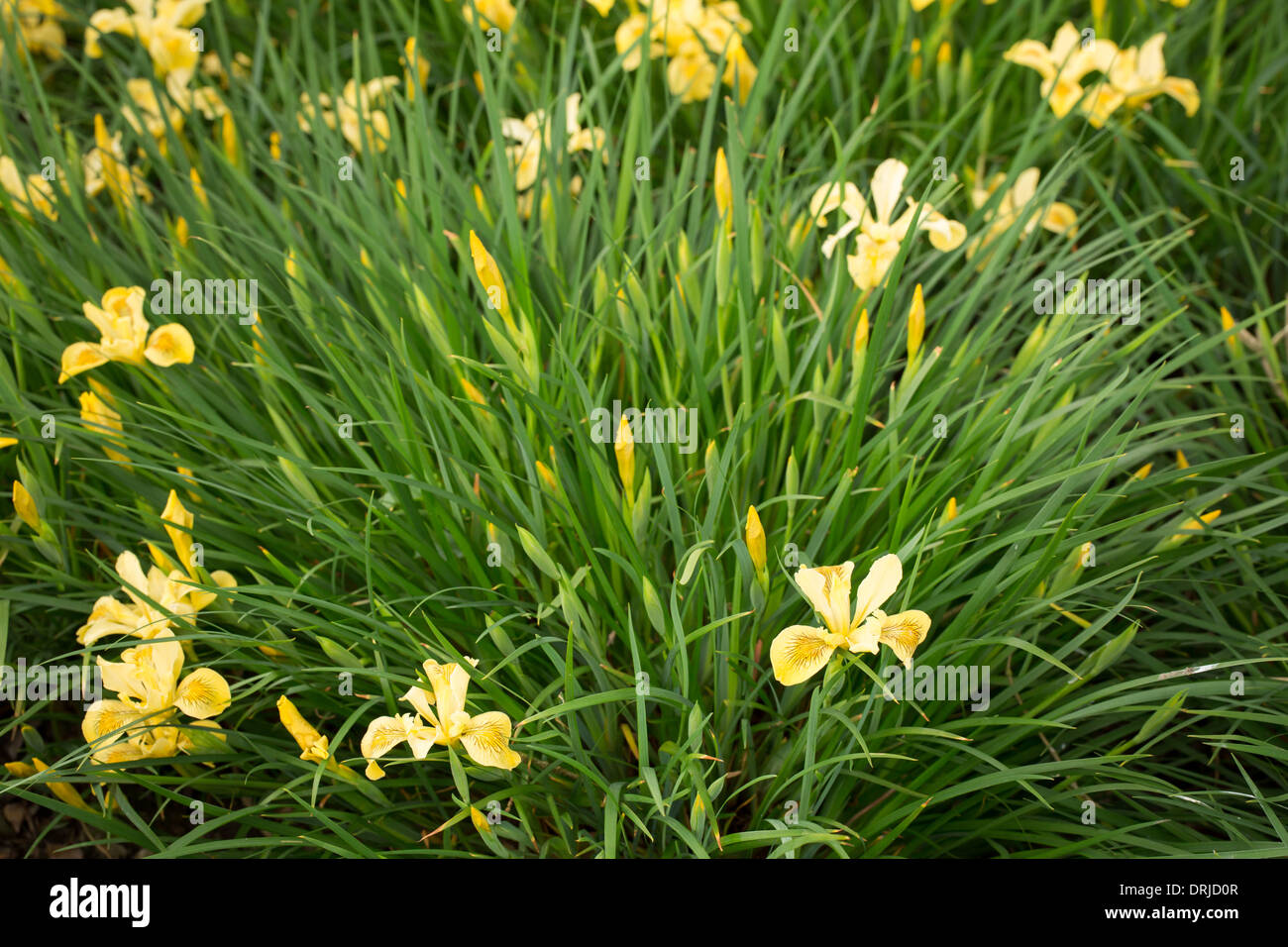 Pacific coast iris hybrid hi-res stock photography and images - Alamy