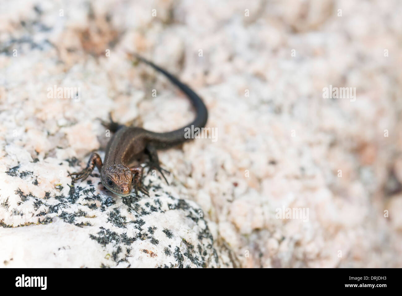 Lizard looking hi-res stock photography and images - Alamy