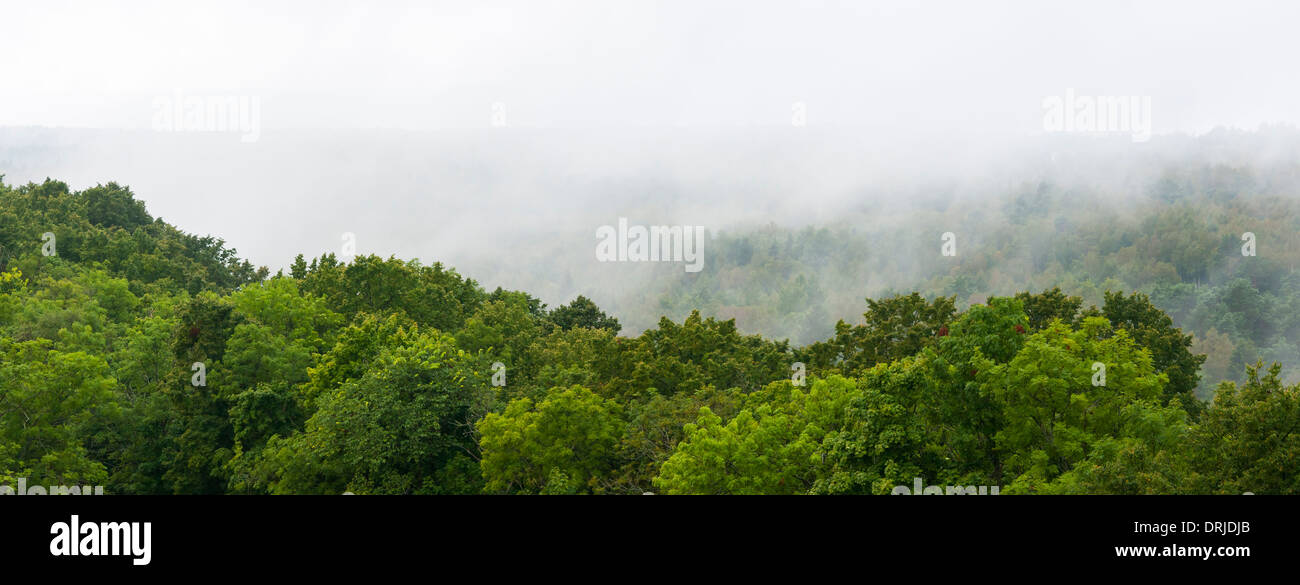 Panorama of green forest and heavy mist Stock Photo - Alamy