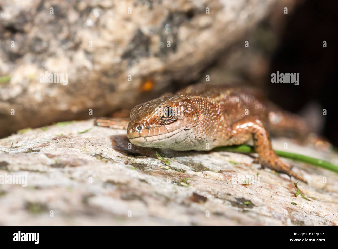 Brown lizard on rocks looking around Stock Photo - Alamy