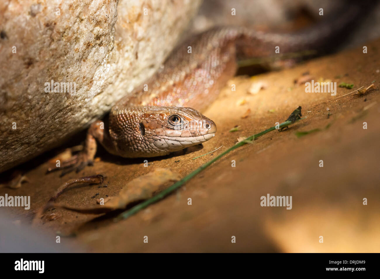 Brown lizard on rocks looking around Stock Photo - Alamy