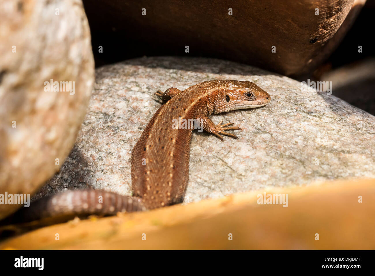 Brown lizard on rocks looking around Stock Photo - Alamy