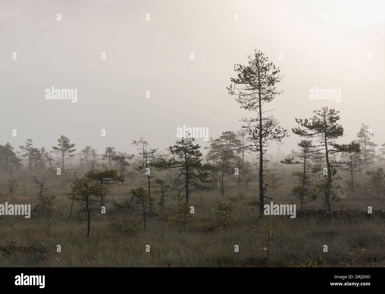 Misty marsh with pine trees early in the morning Stock Photo - Alamy