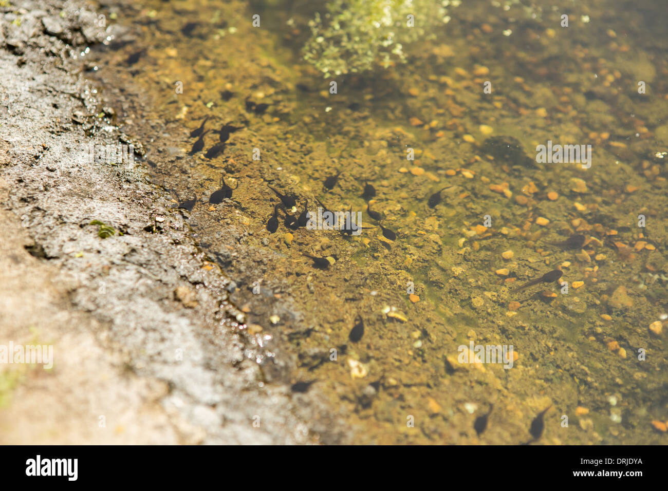 Common frog tadpoles in a fish pond, Sheringham, Norfolk, UK Stock ...