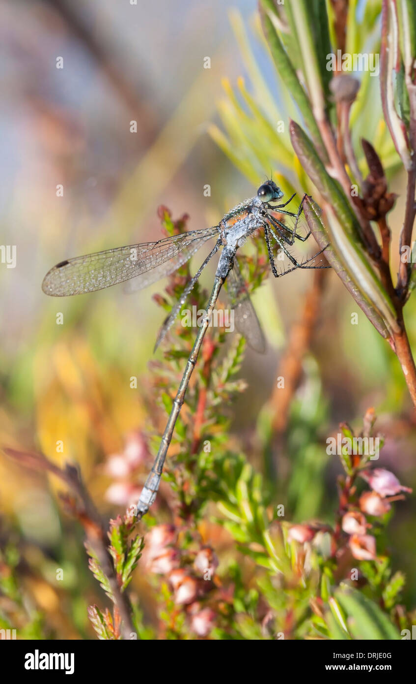 Dragonfly or damselfly on a plant straw in summer Stock Photo - Alamy