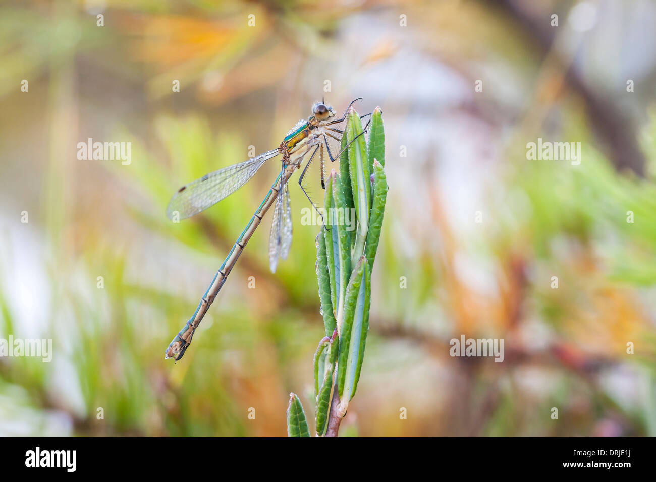 Dragonfly insect wildlife hi-res stock photography and images - Alamy
