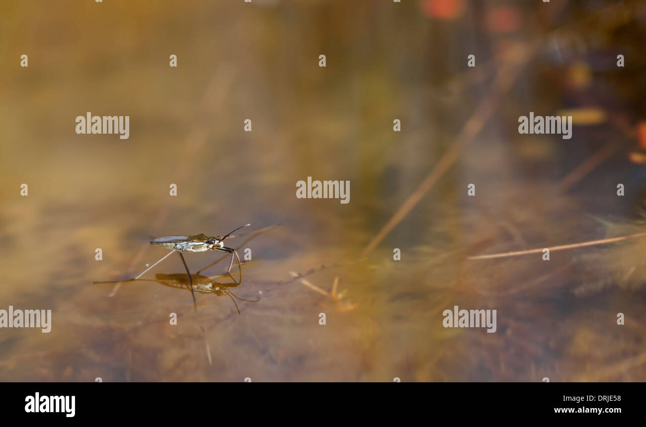 Water spider hi-res stock photography and images - Alamy