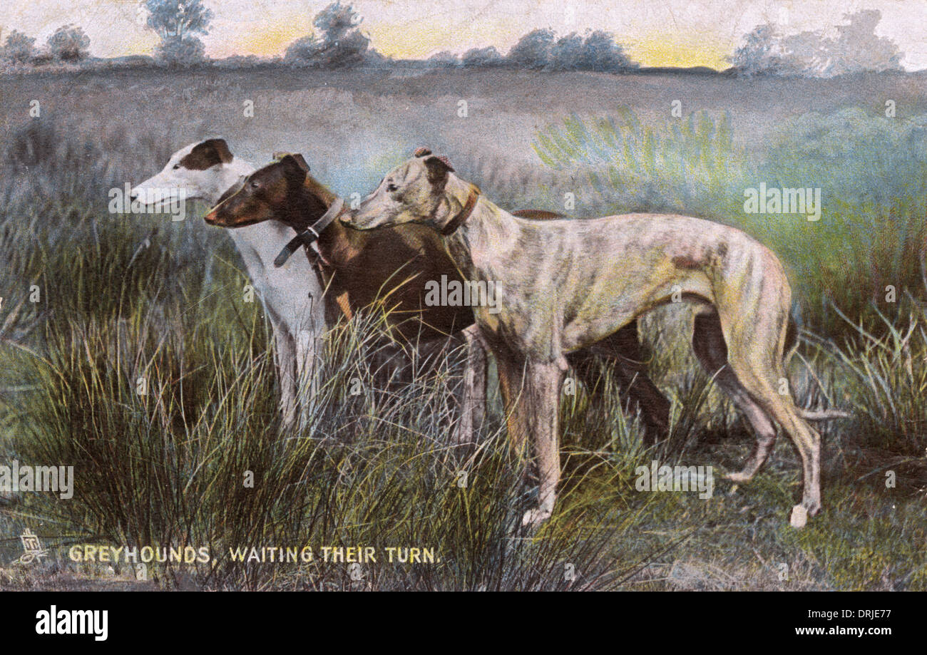 Three greyhounds hi-res stock photography and images - Alamy