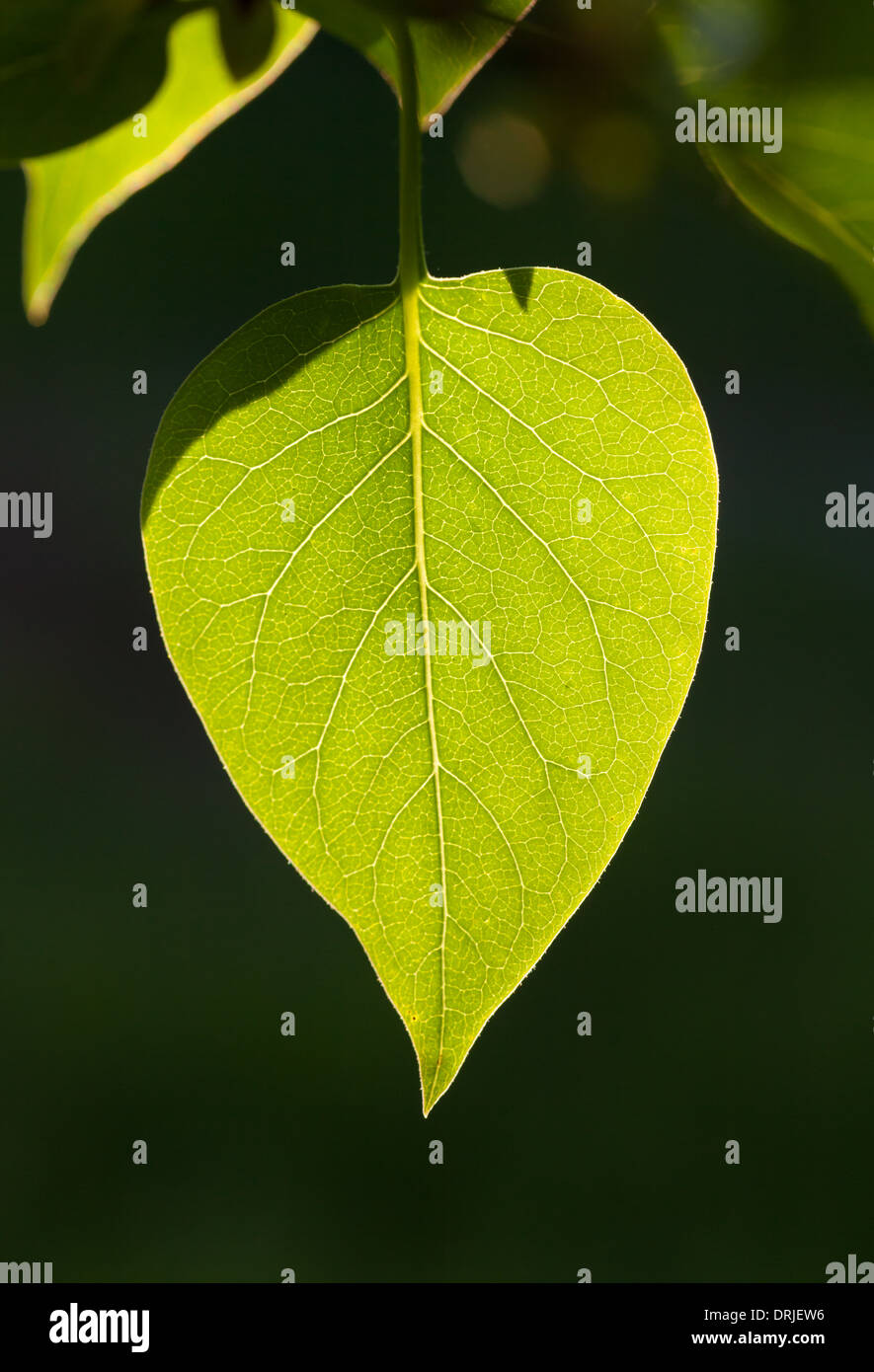 a bright green leaf in the sunshine Stock Photo - Alamy