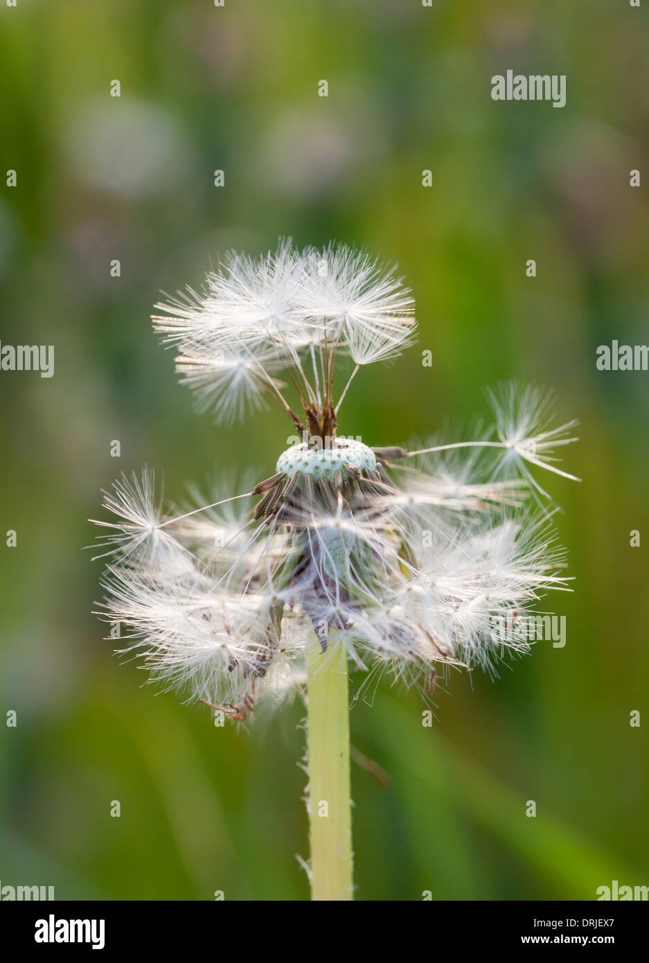 Dandelion seeds hi-res stock photography and images - Alamy