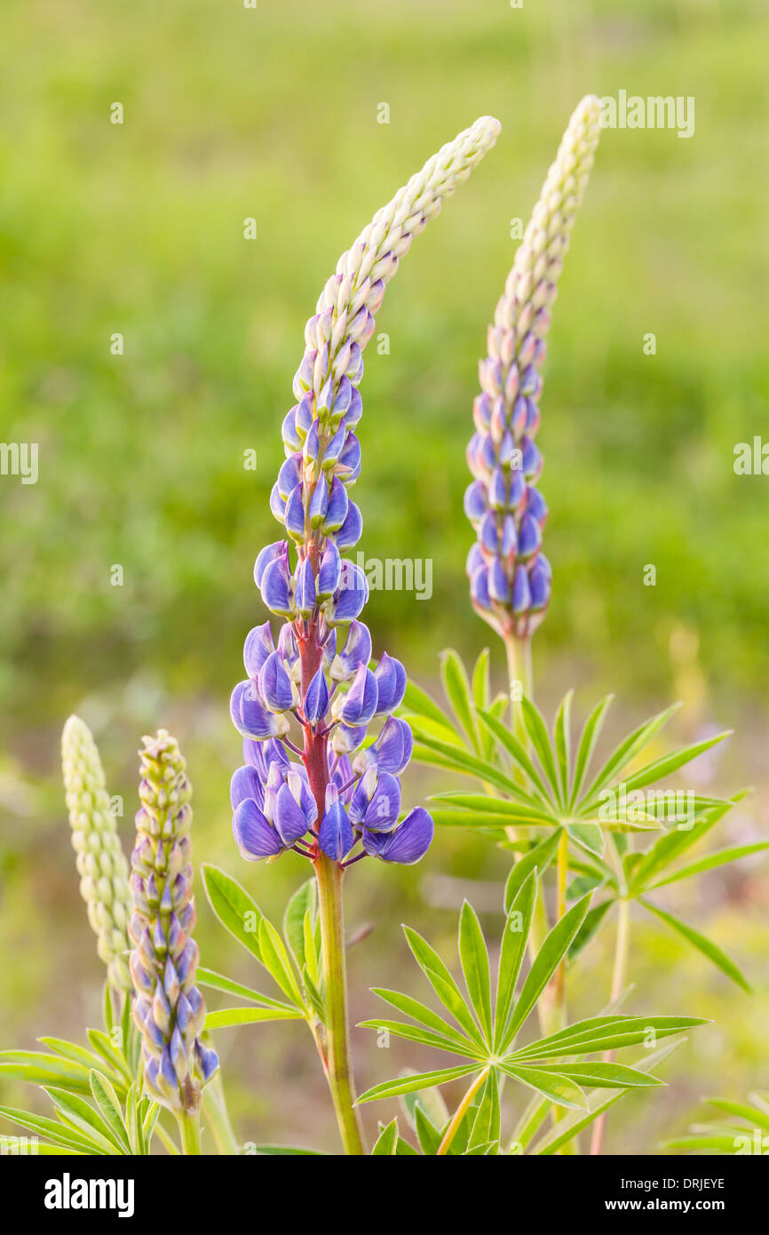 Garden Lupin flowers Stock Photo - Alamy