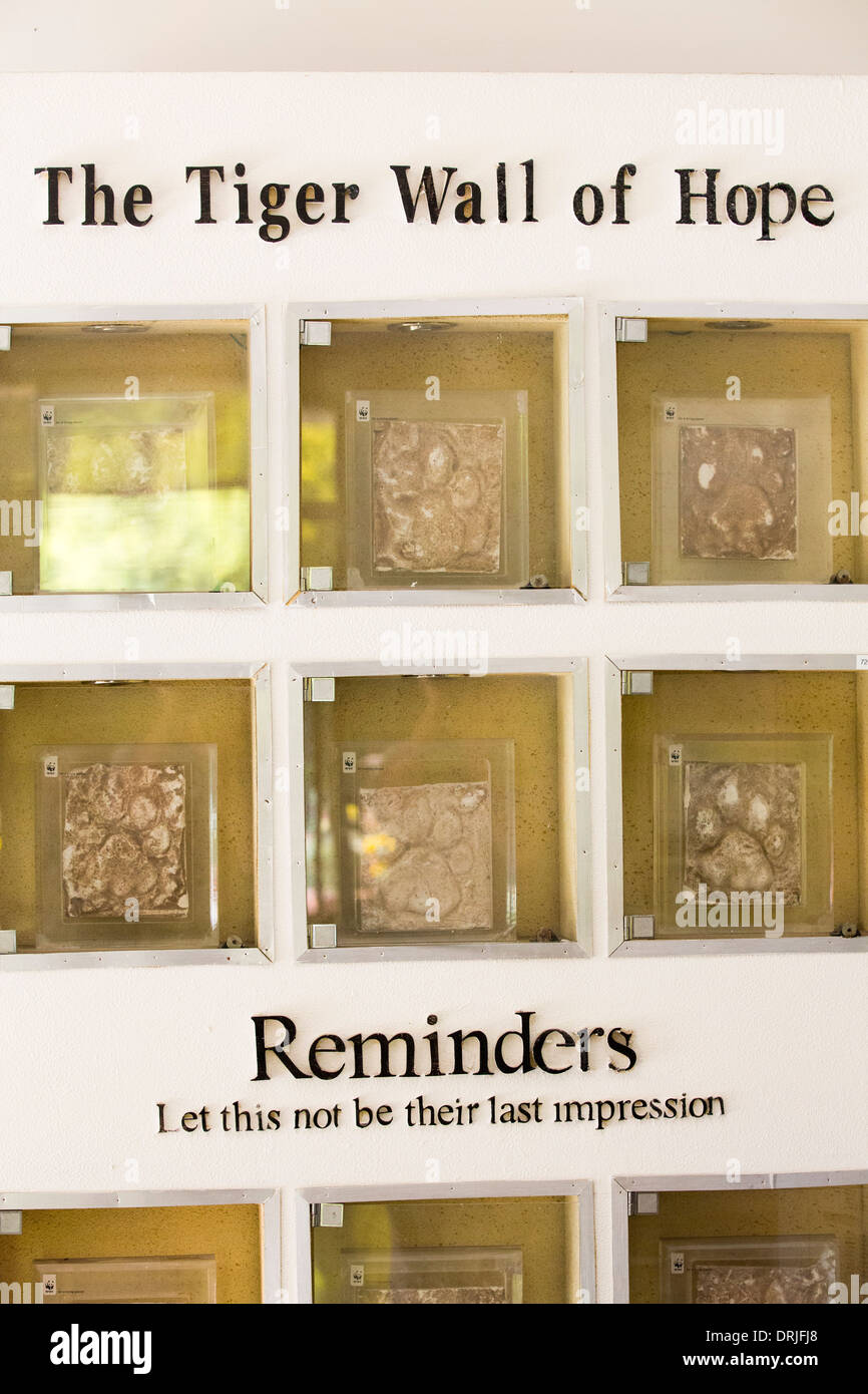 Paw Marks of Tigers on the Tiger wall of hope in the offices of WWF ...