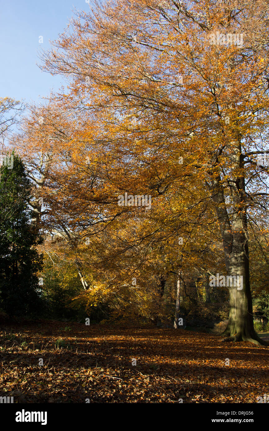 Warm autumn scene hi-res stock photography and images - Alamy
