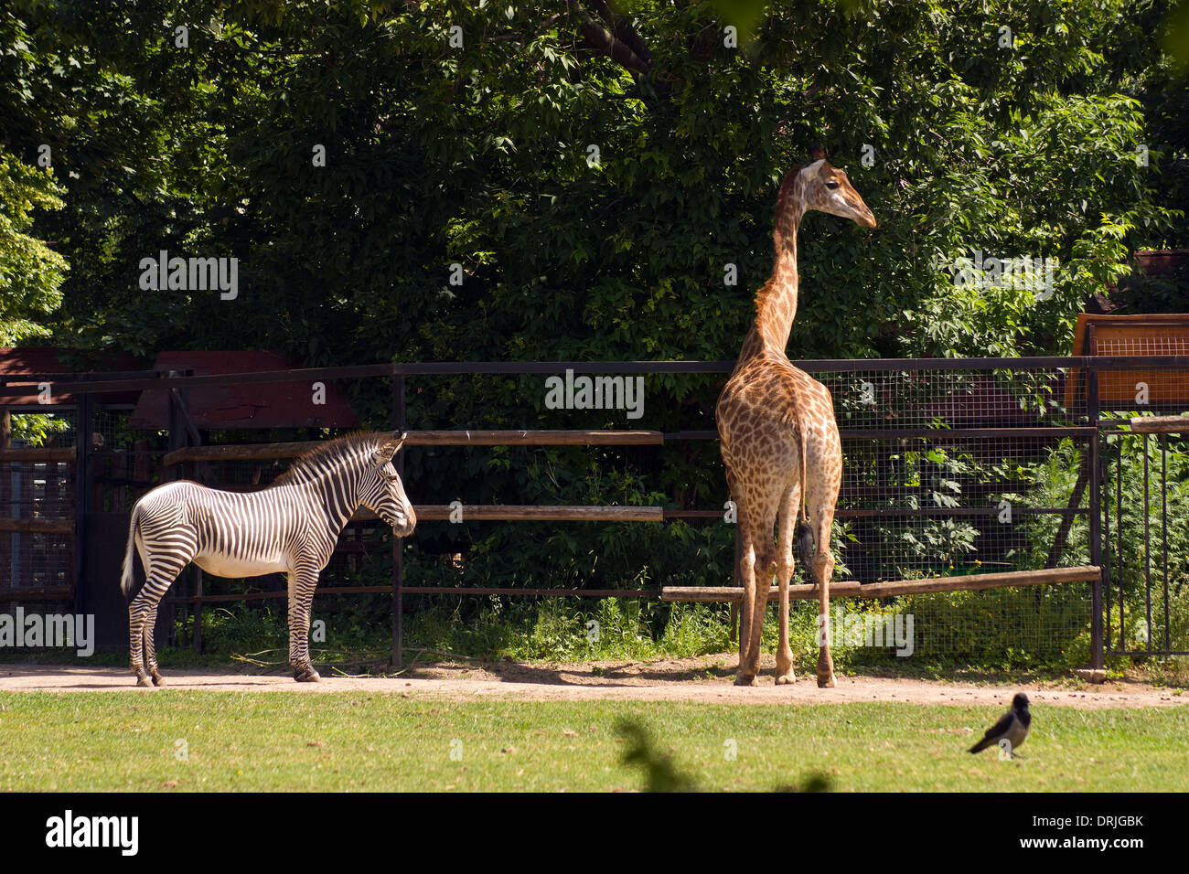 Giraffe zebra zoo hi-res stock photography and images - Alamy