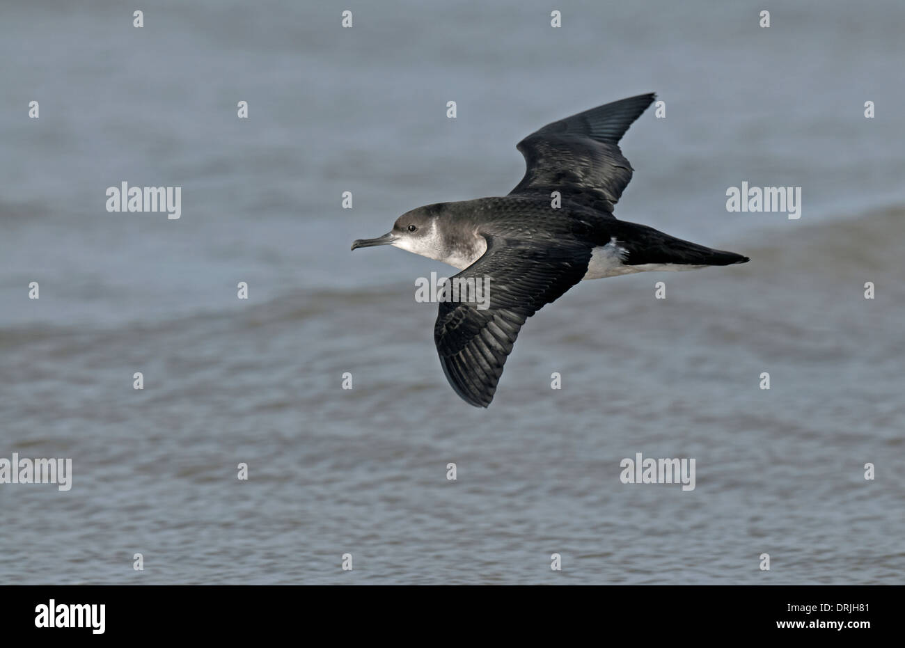 Manx shearwater hi-res stock photography and images - Alamy
