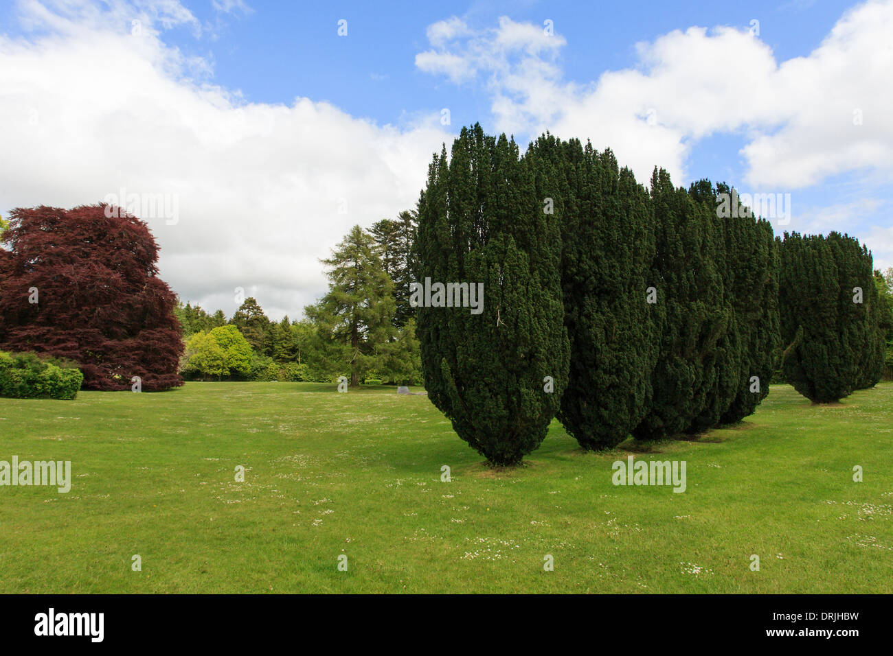Coole Park High Resolution Stock Photography and Images - Alamy