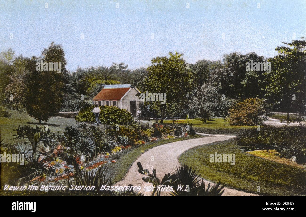 St. Kitts, West Indies - Botanic Station, Basseterre Stock Photo - Alamy