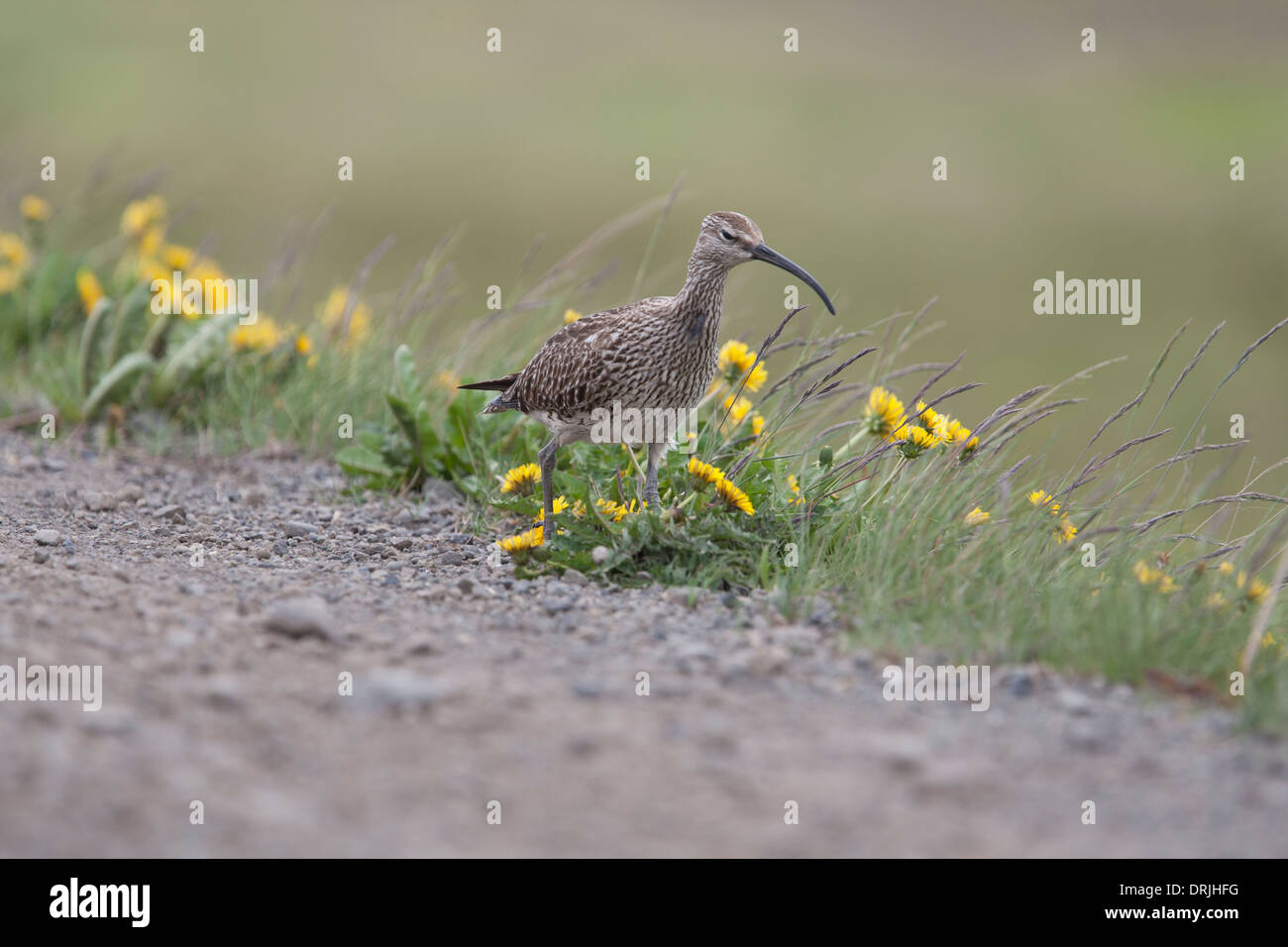Curlew island hi-res stock photography and images - Alamy