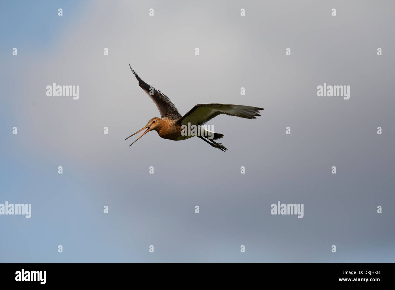 Black-tailed Godwit flies and screaming Stock Photo - Alamy