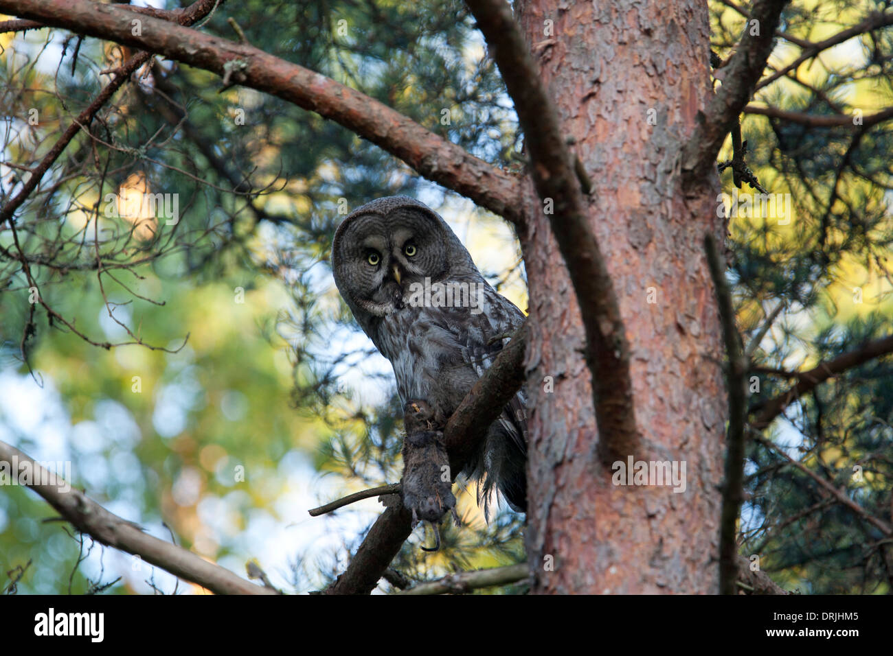 Vole predator hi-res stock photography and images - Alamy