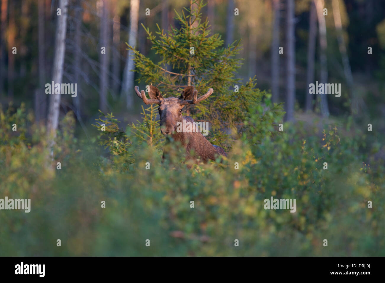 Bull elk hiding in the trees Stock Photo - Alamy