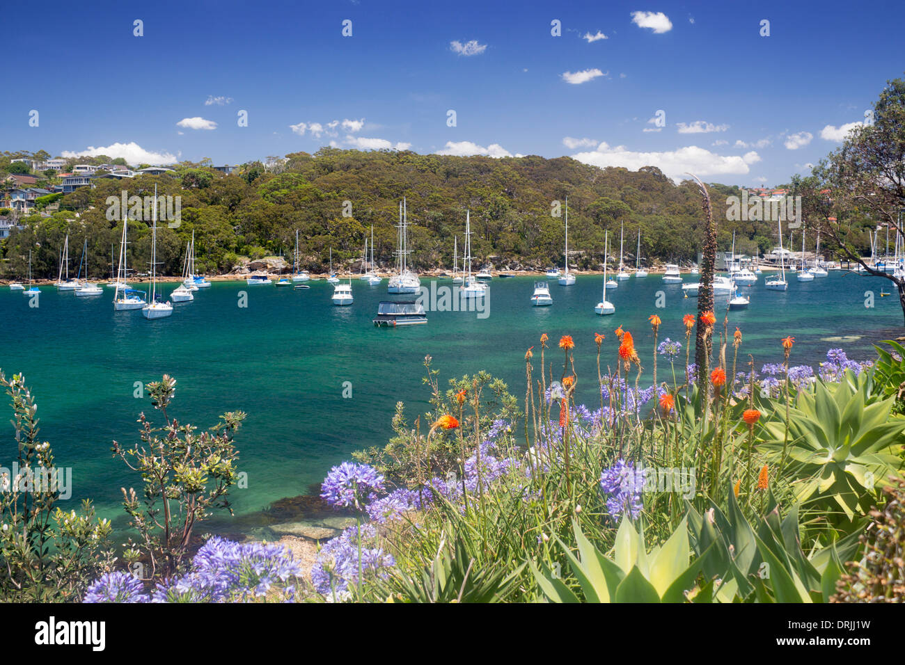 Boats in North Harbour with flowers in foreground Fairlight Manly ...
