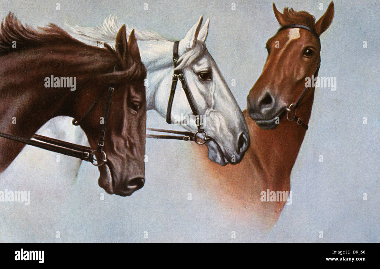 Three horses in bridles hi-res stock photography and images - Alamy