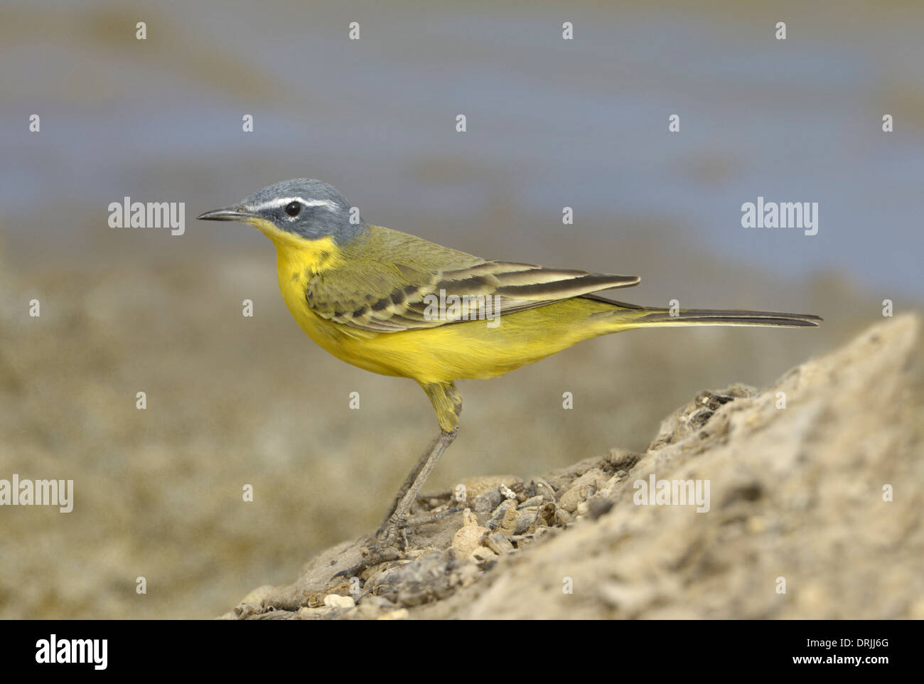 Blue-headed Wagtail - Motacilla flava flava Stock Photo - Alamy