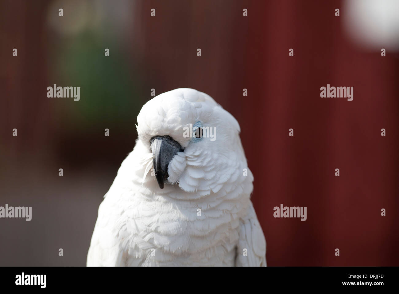 White parrot sitting and looking into the camera Stock Photo - Alamy