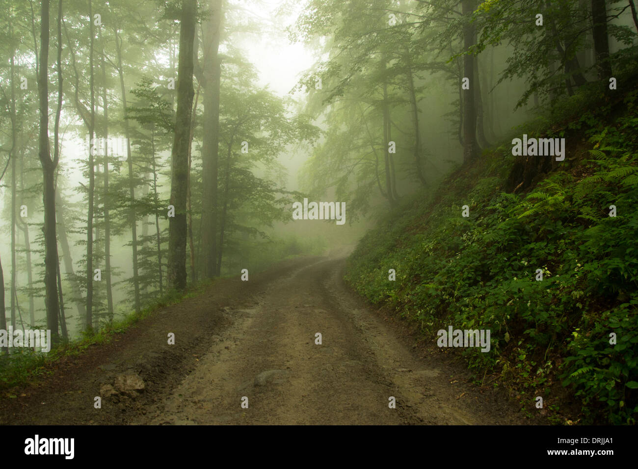Hardwood forest fog hi-res stock photography and images - Alamy