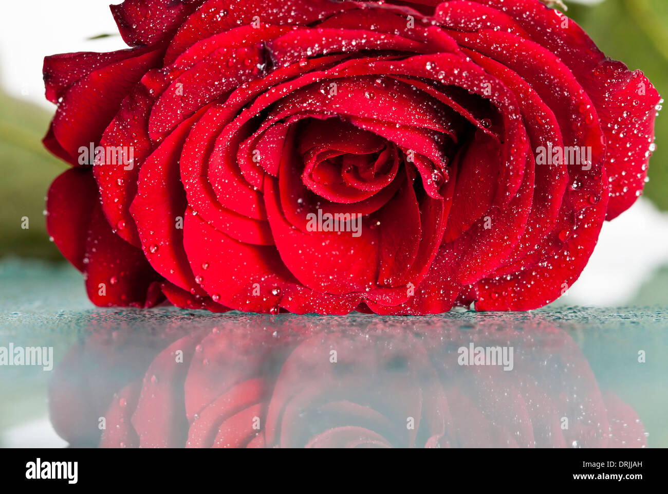 Red rose head dew hi-res stock photography and images - Alamy