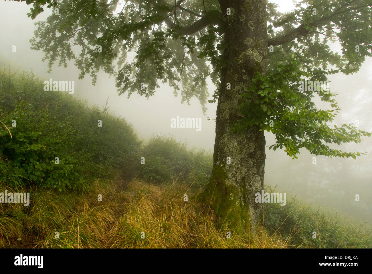 Fog tree hi-res stock photography and images - Alamy