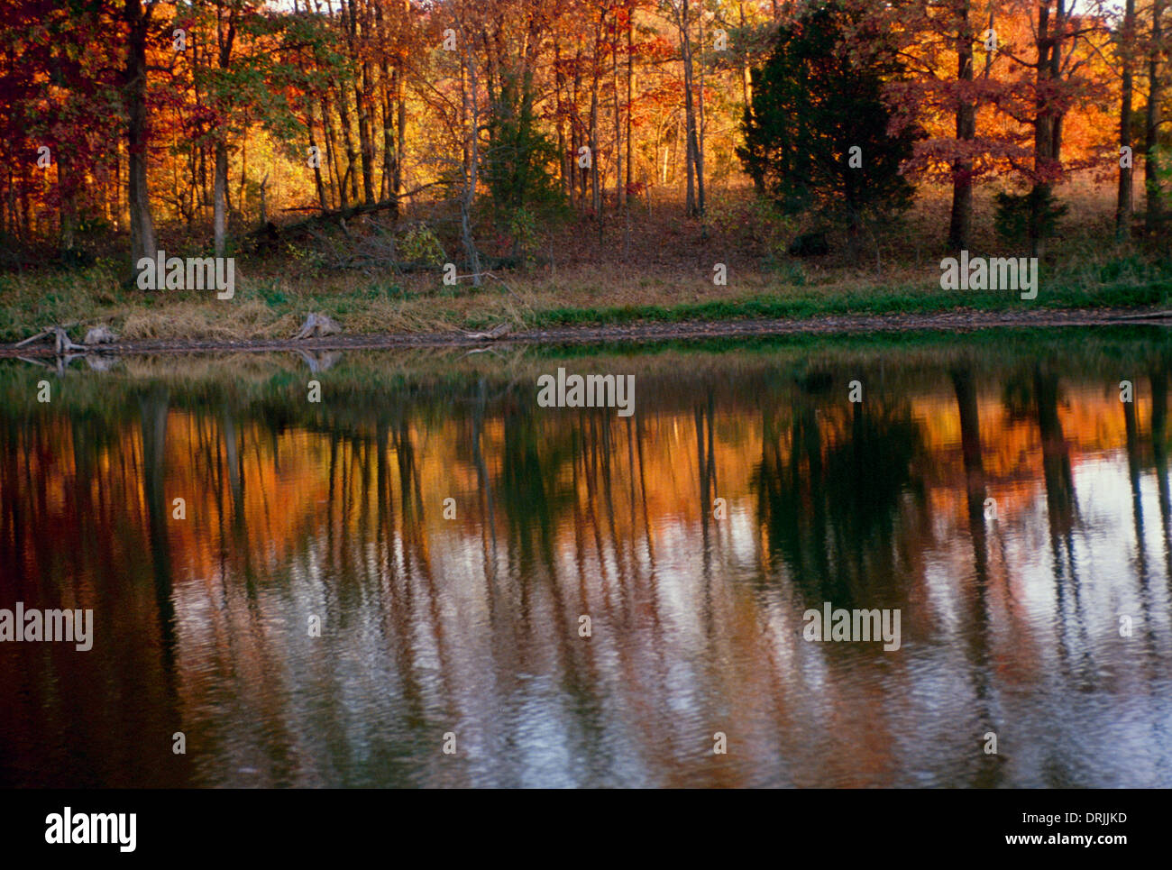Sunset seen through trees around farm lake, near Columbia Missouri, USA ...