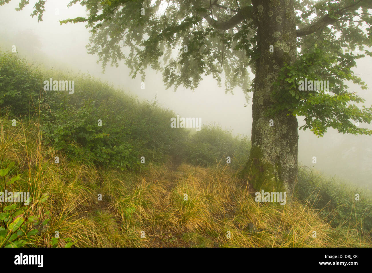 Fog tree hi-res stock photography and images - Alamy