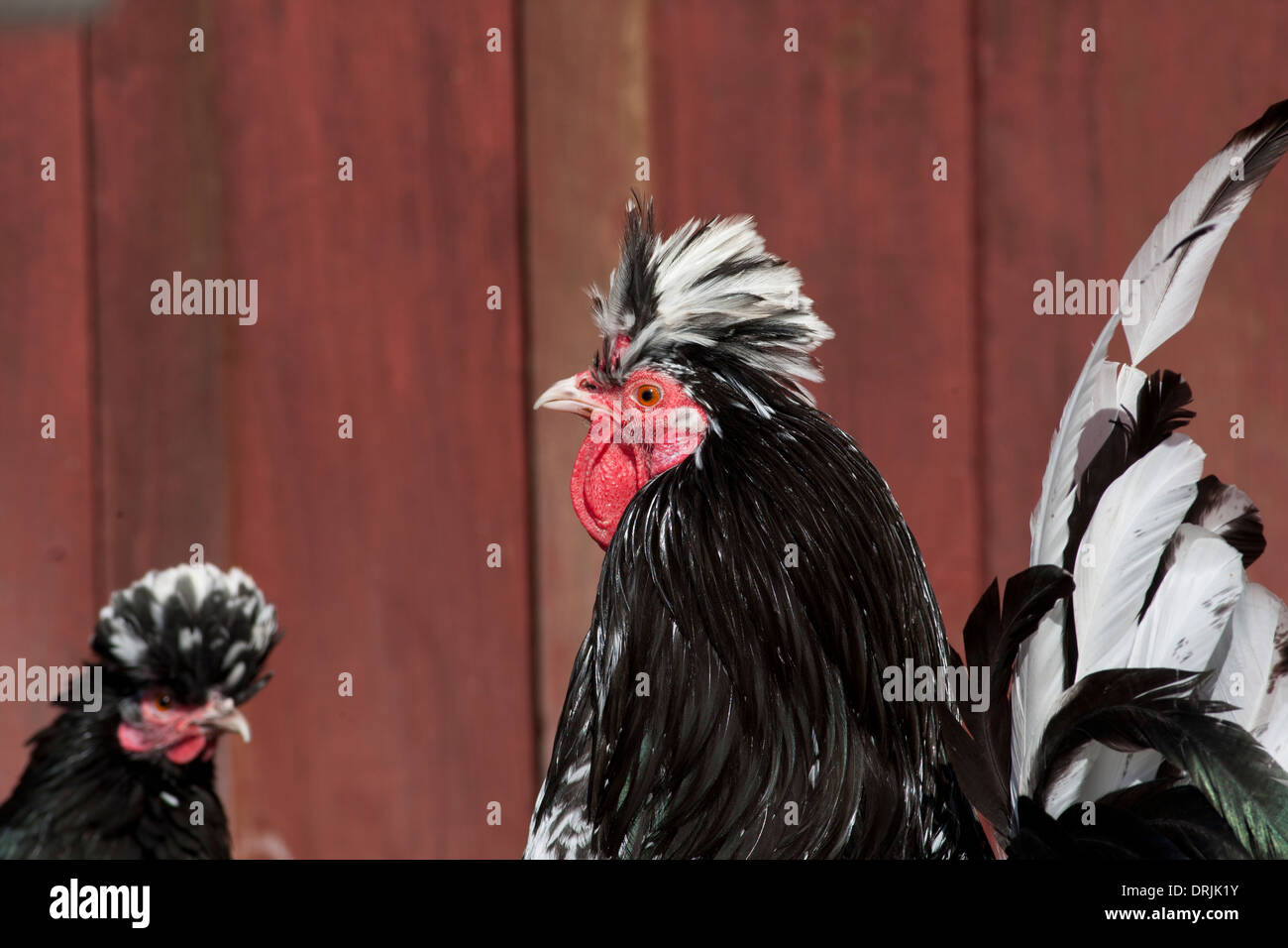 Two Roosters High Resolution Stock Photography and Images - Alamy